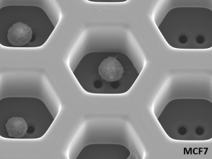 On chip CTC staining, detection – SIEVEWELL™