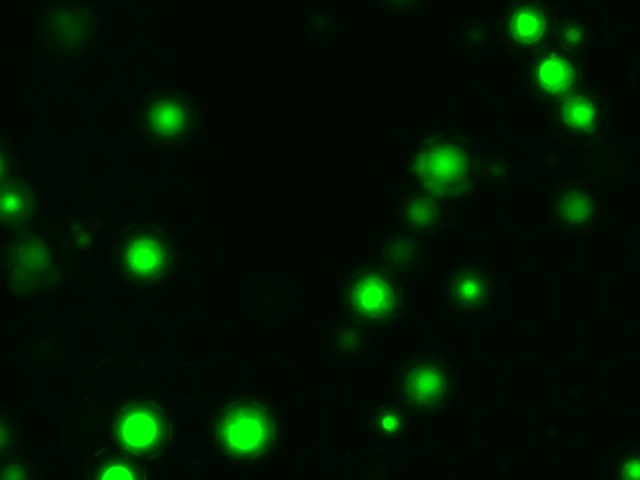 Imaging of GFP Transfected Protoplast – SIEVEWELL™