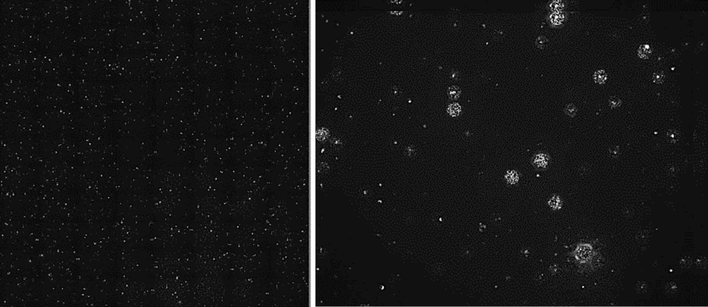 B Cell Screening for Antibody Discovery – SIEVEWELL™