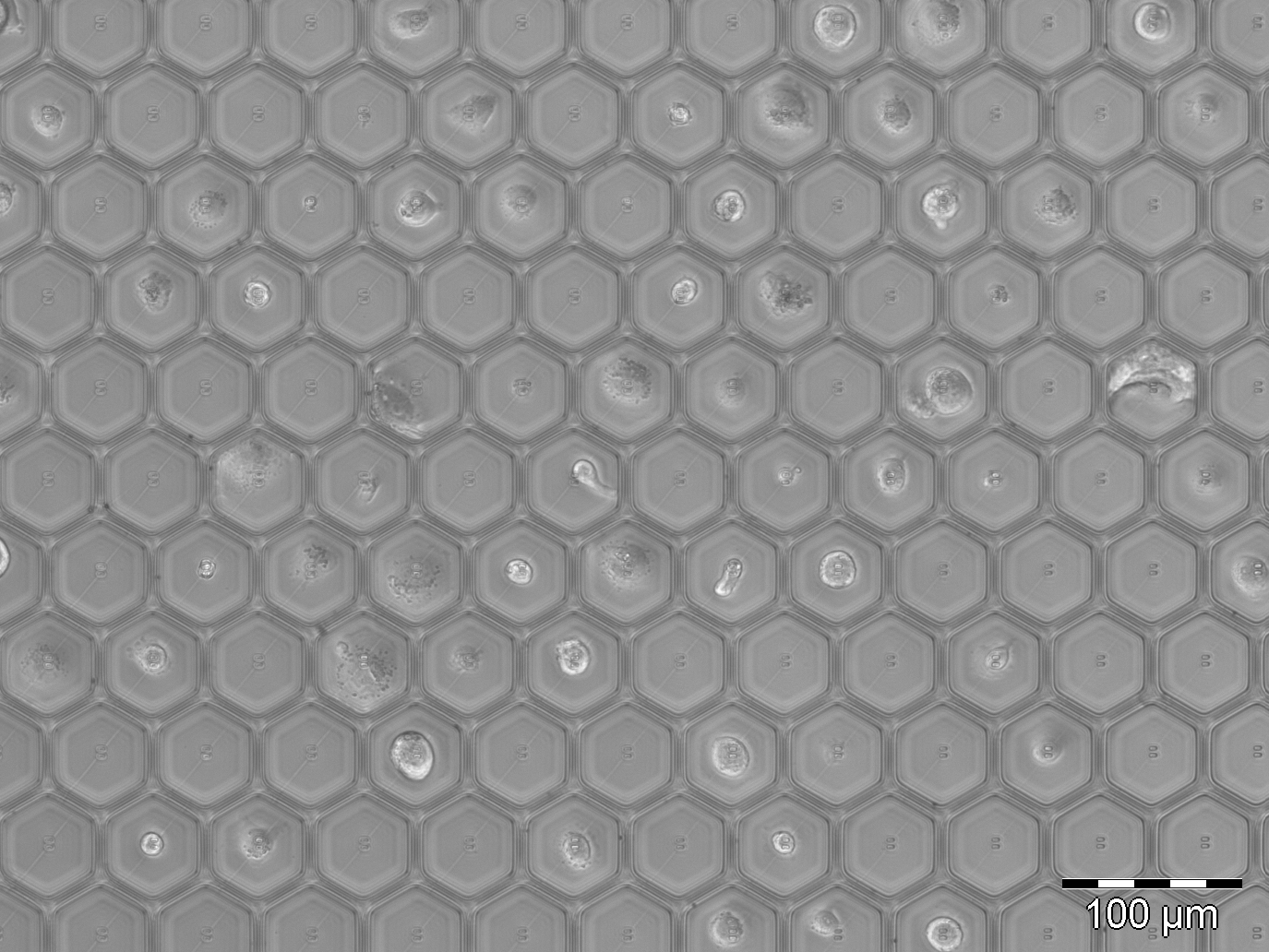 Fibronection Coating Procedure – SIEVEWELL™