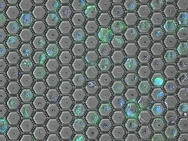 Fibronection Coating Procedure Sievewell™