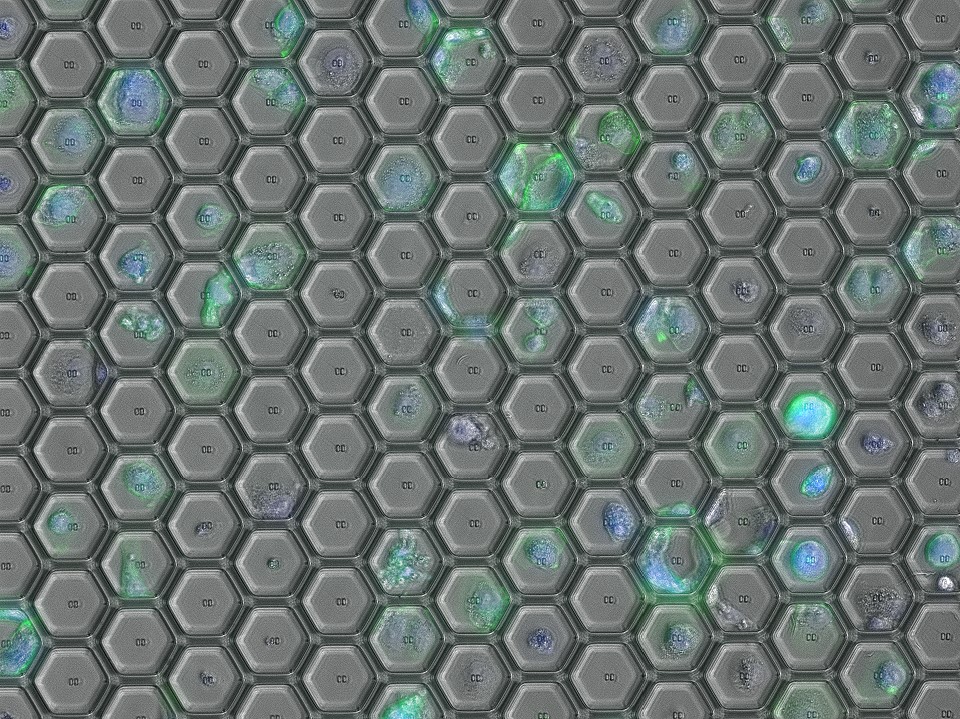 Fibronection Coating Procedure – SIEVEWELL™