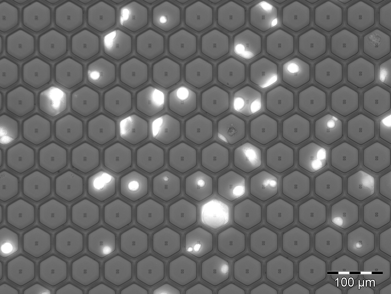 Poly-L-Lysine Coating Procedure – SIEVEWELL™