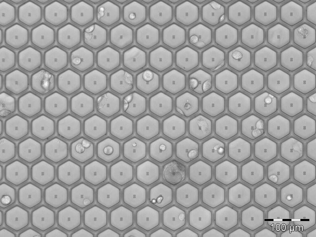 Poly-L-Lysine Coating Procedure – SIEVEWELL™