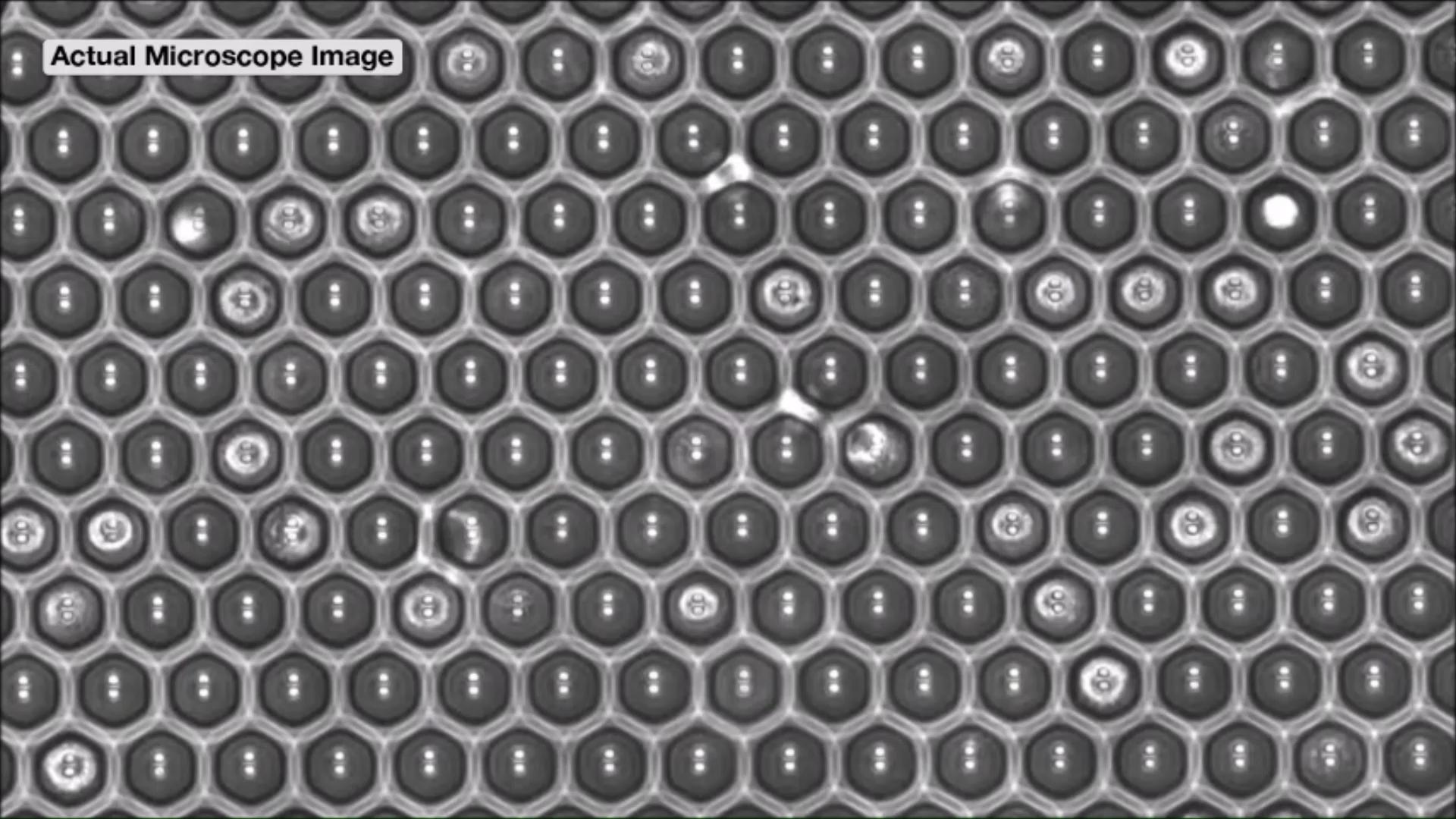 SIEVEWELL™ – High Density Cell Arraying Device